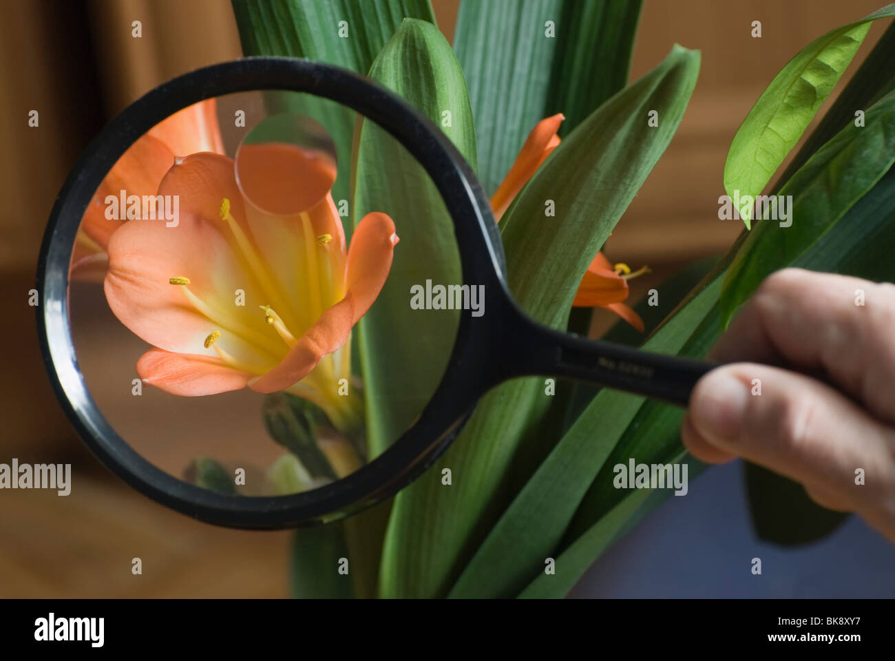 Investigation of amaryllis flower through a magnifying glass Stock ...