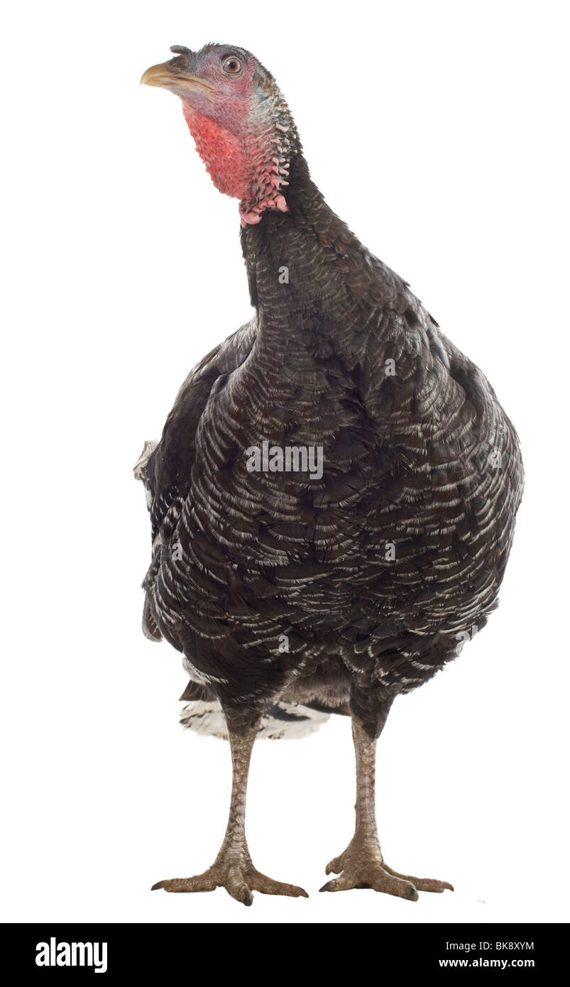 Common hen Cut Out Stock Images & Pictures - Alamy