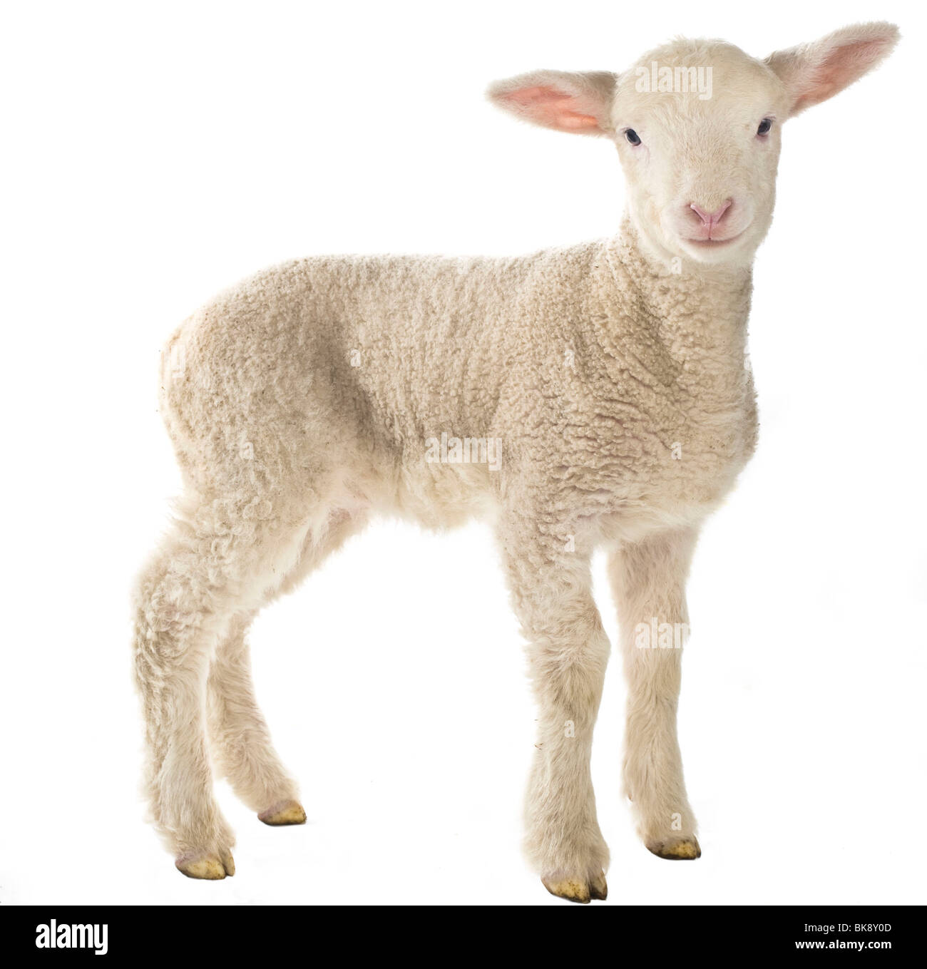 Lamb Stock Photo Alamy lamb-stock-photo-alamy