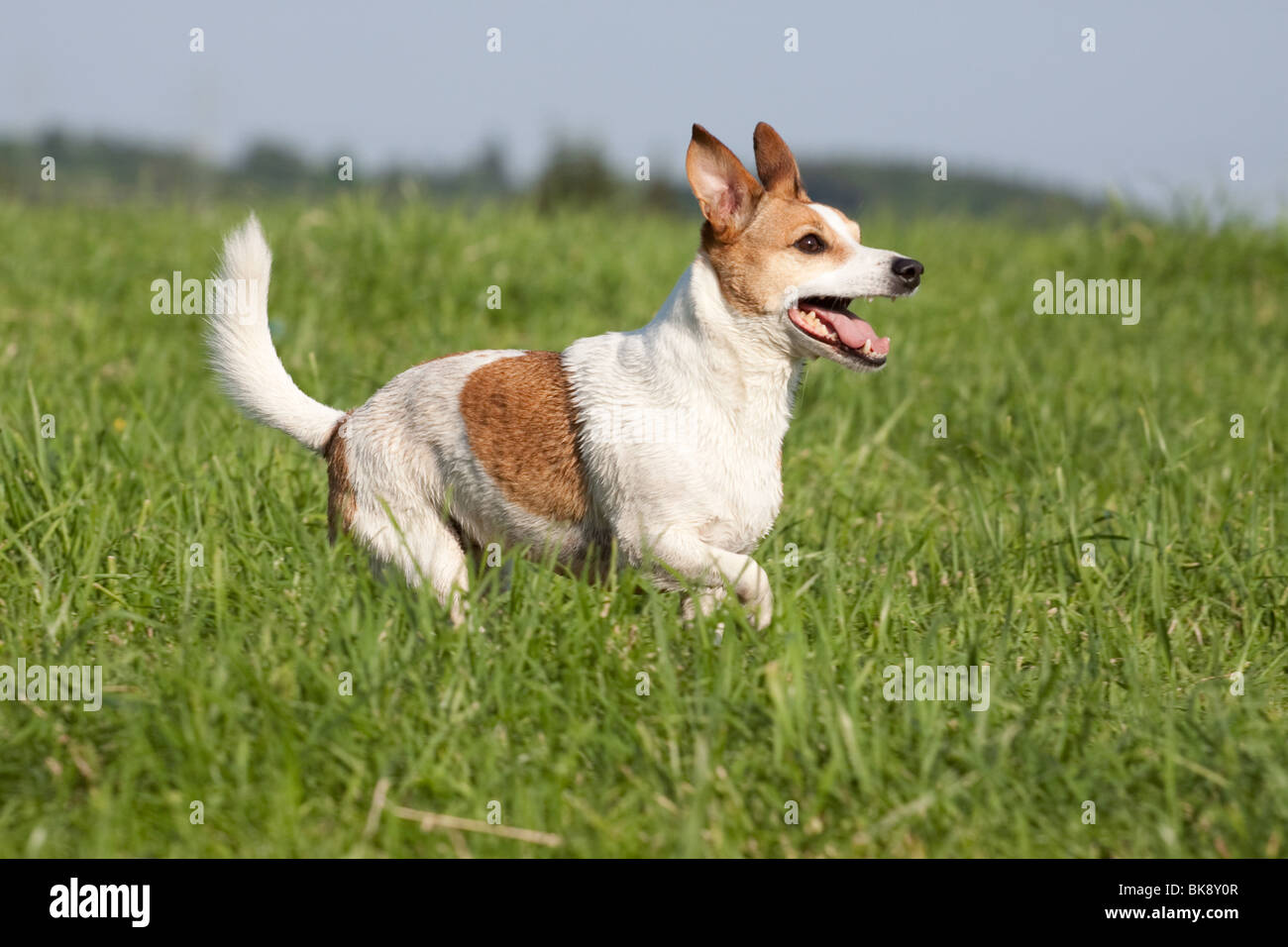 running Jack Russell Terrier Stock Photo - Alamy