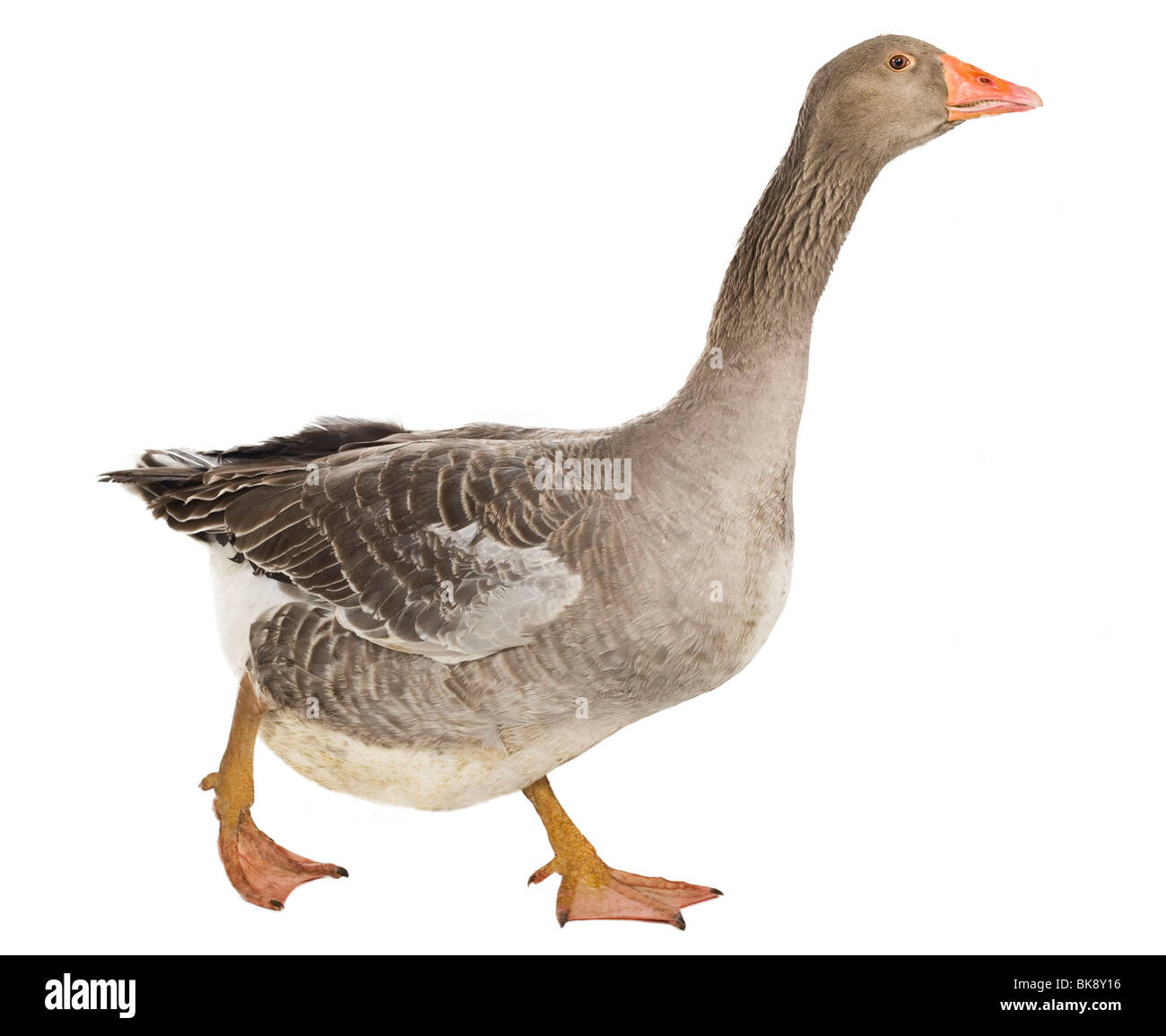 Goose footprint hi-res stock photography and images - Alamy