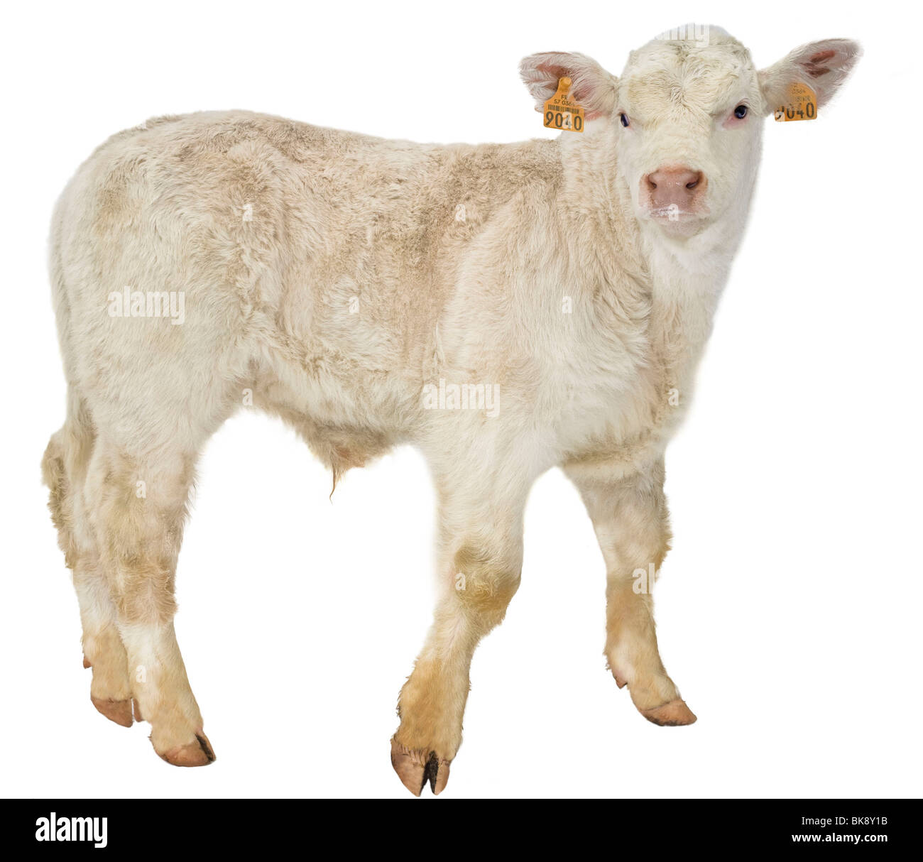 Farming calf Cut Out Stock Images & Pictures - Alamy