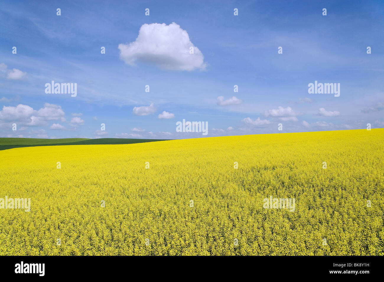 Colza culture hi-res stock photography and images - Alamy