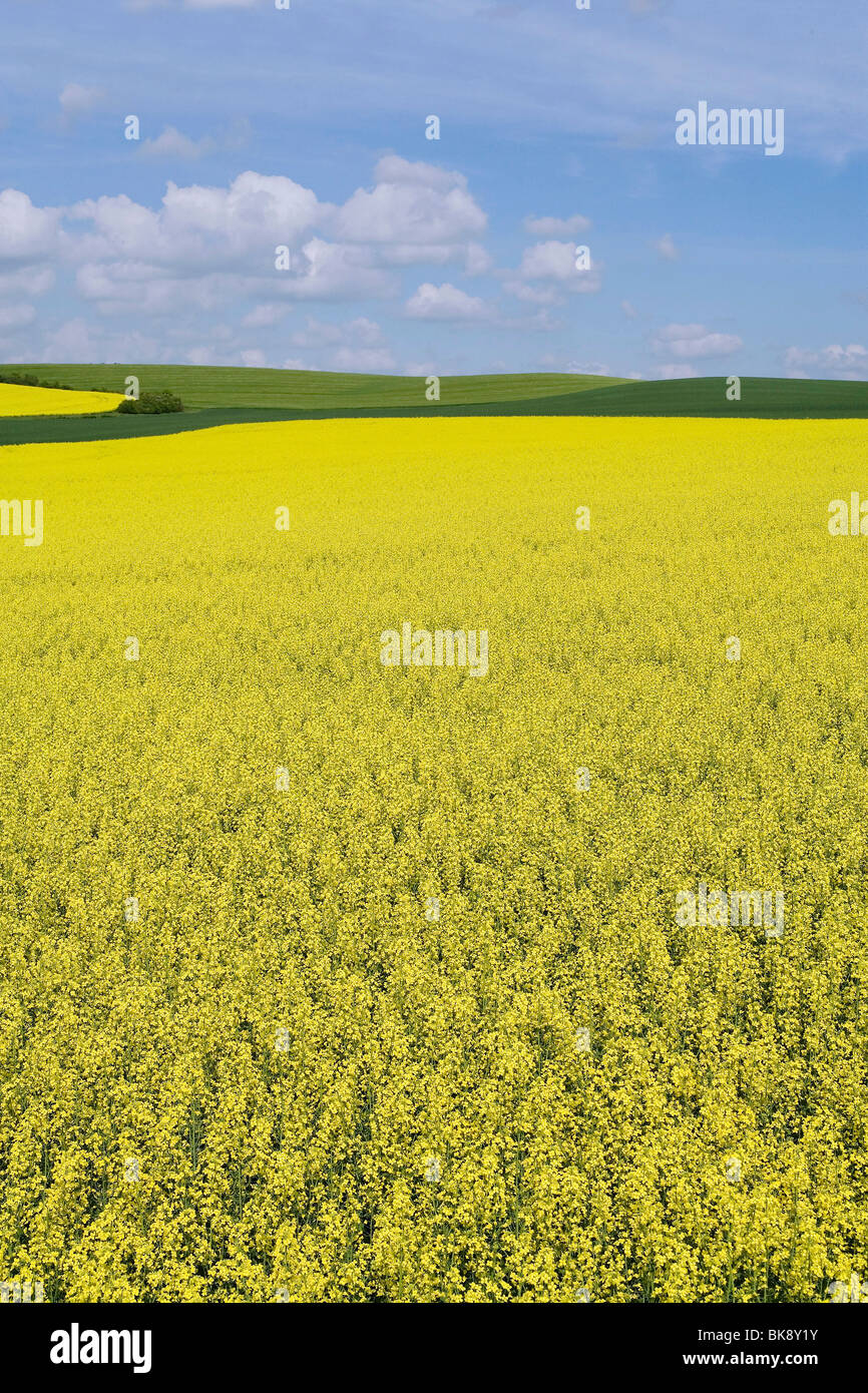 Colza culture hi-res stock photography and images - Alamy