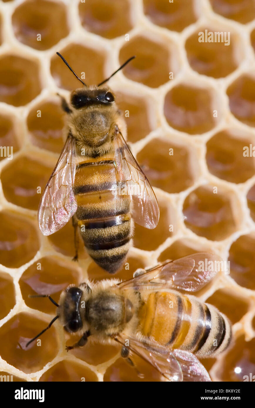 Bees ventilating the beehive Stock Photo - Alamy