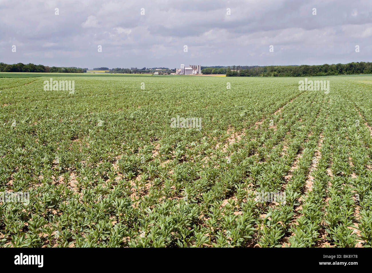 Broad beans, field beans Stock Photo - Alamy