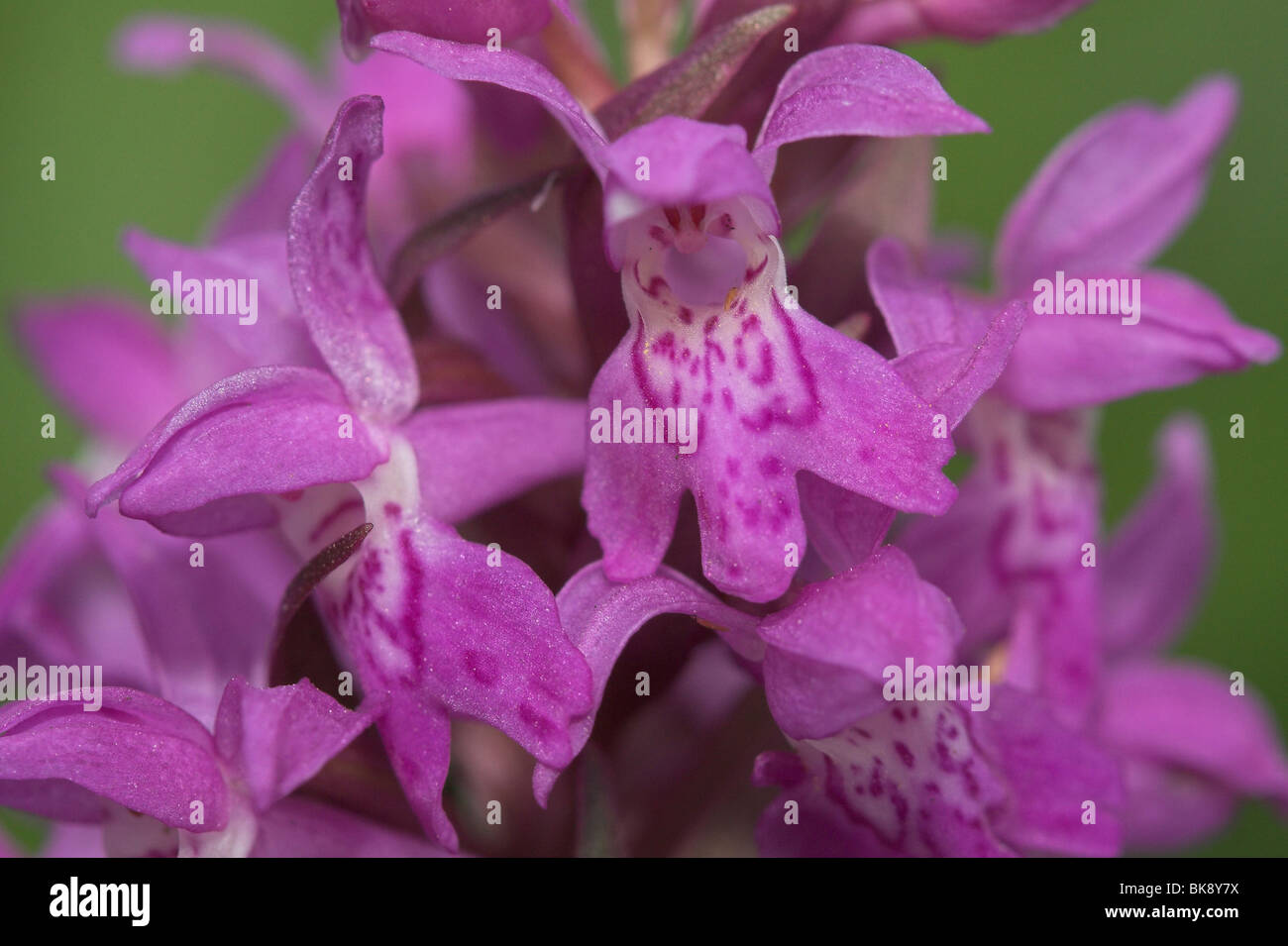 Broad-leaved Marsh Orchid flowers Stock Photo - Alamy