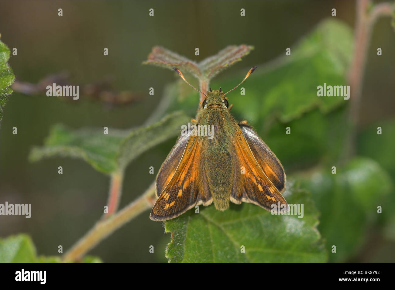 Silver-spotted Skipper upperwing view Stock Photo - Alamy