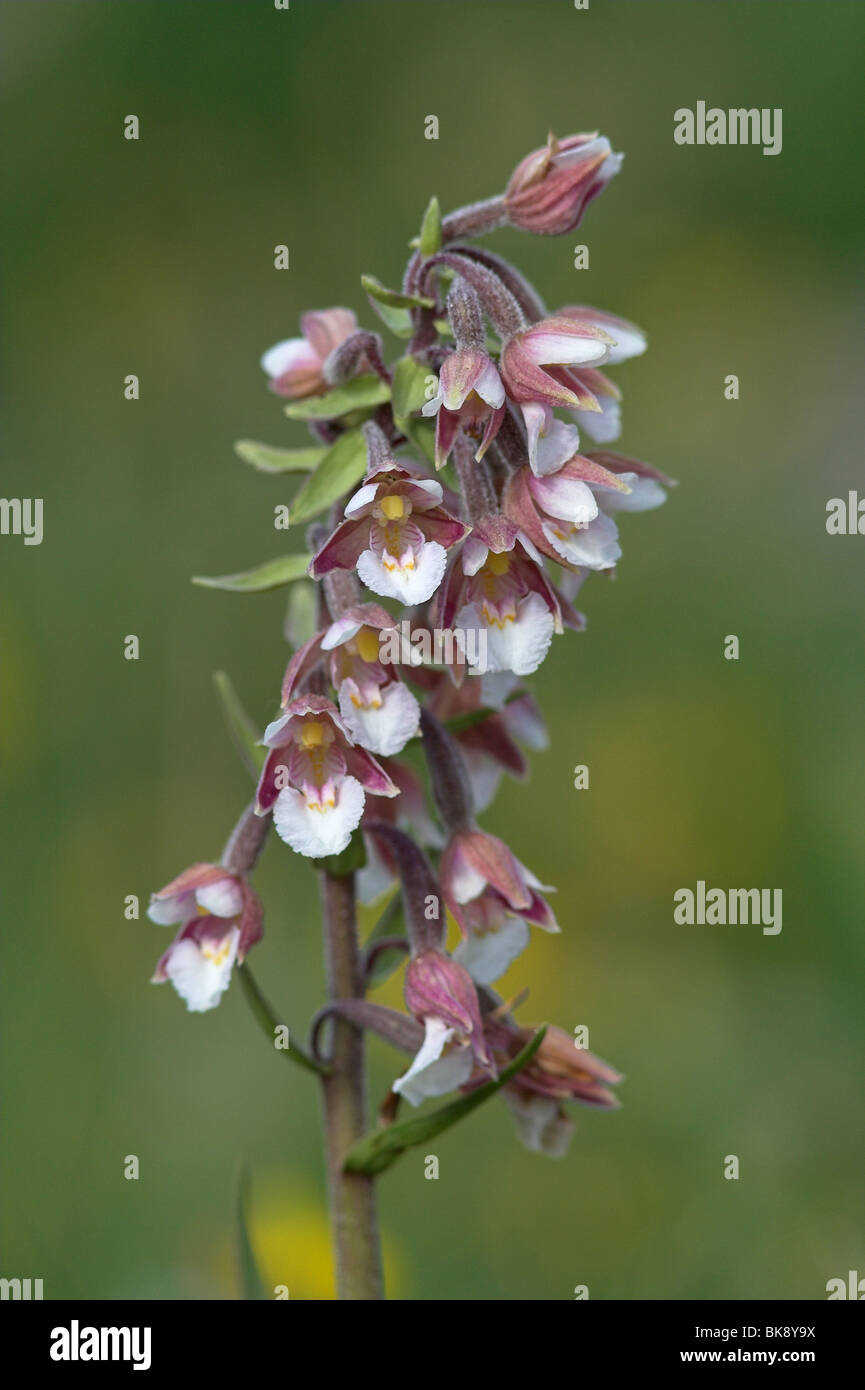Marsh Helleborine flowers Stock Photo - Alamy