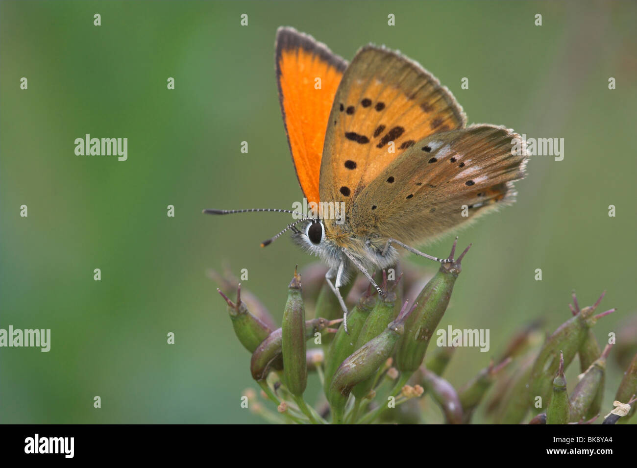 Scarce Copper side view Stock Photo - Alamy