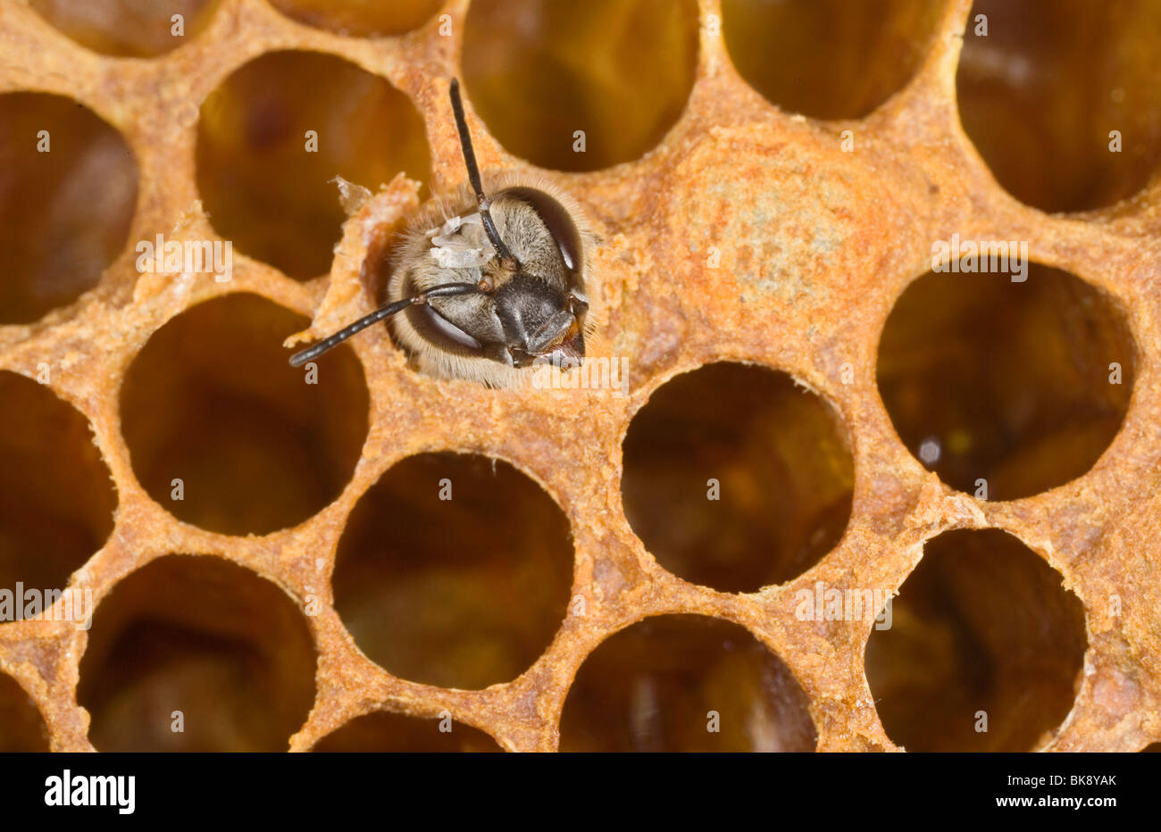Birth of bee hi-res stock photography and images - Alamy
