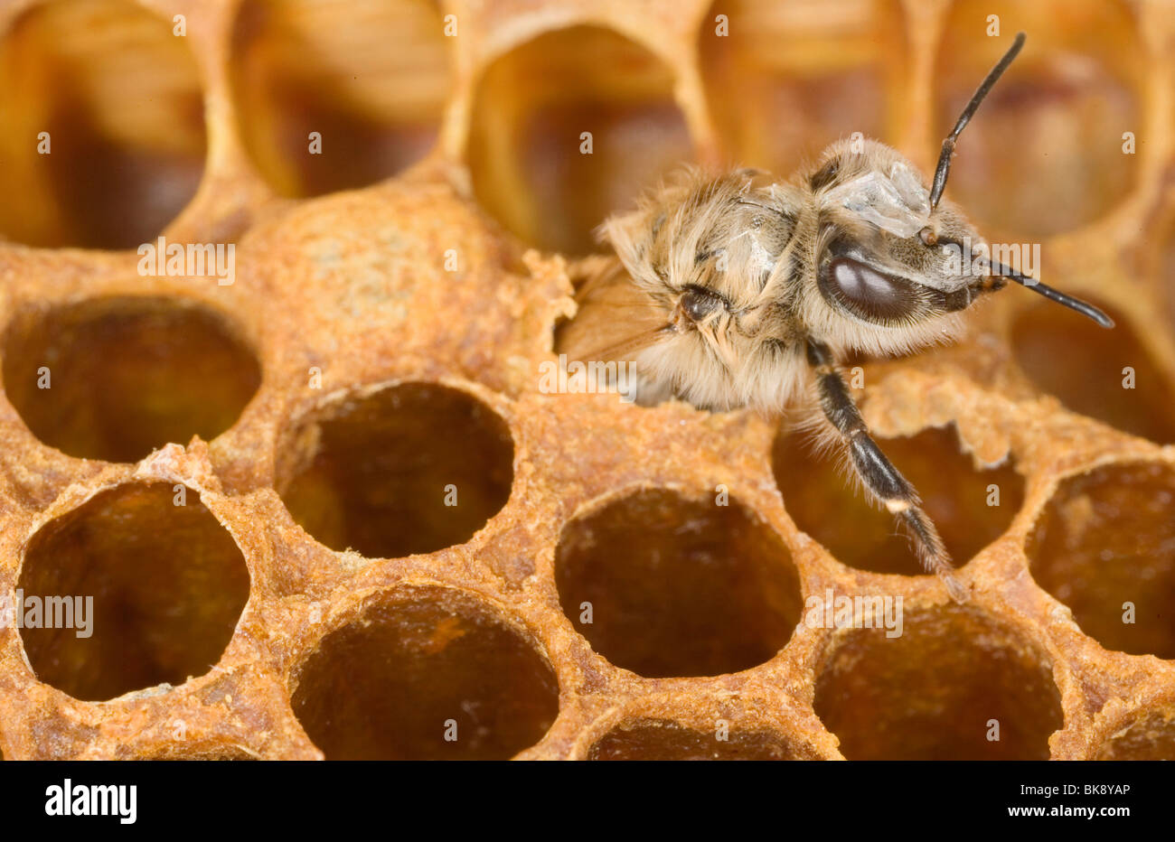 Birth of bee hi-res stock photography and images - Alamy