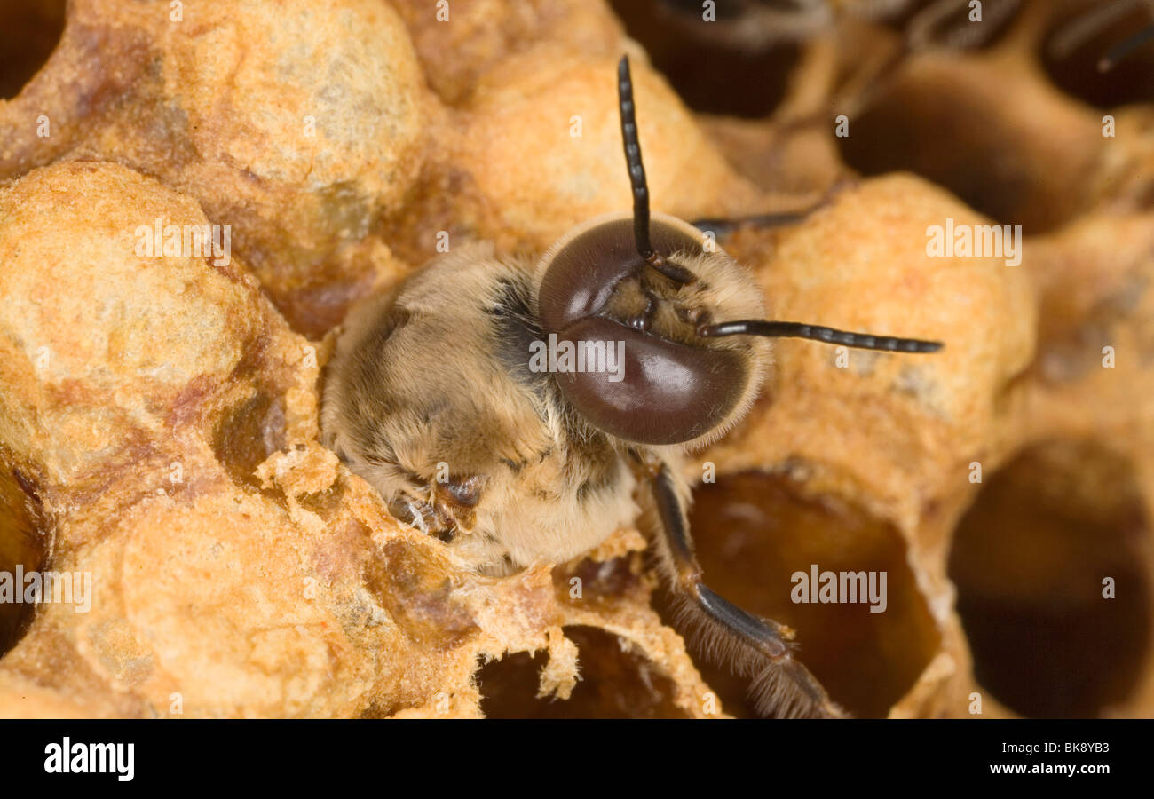 Birth of bee hi-res stock photography and images - Alamy