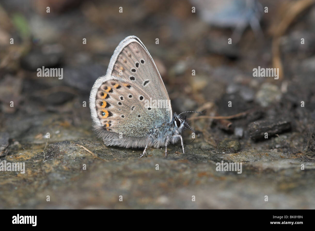 Idas blue butterfly hi-res stock photography and images - Alamy