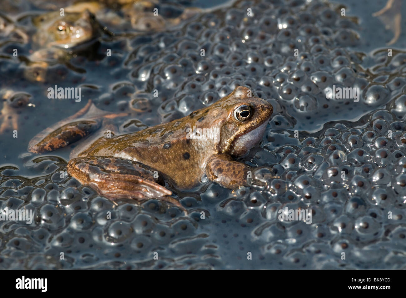 Rana temporaria common frog in hi-res stock photography and images - Alamy