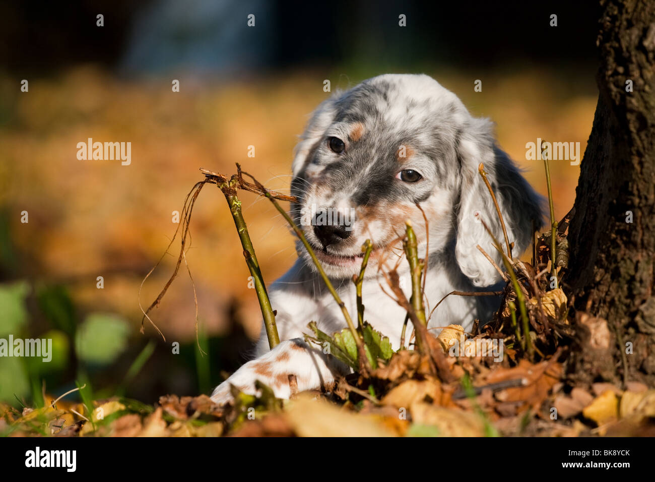 Setter stick hi-res stock photography and images - Alamy