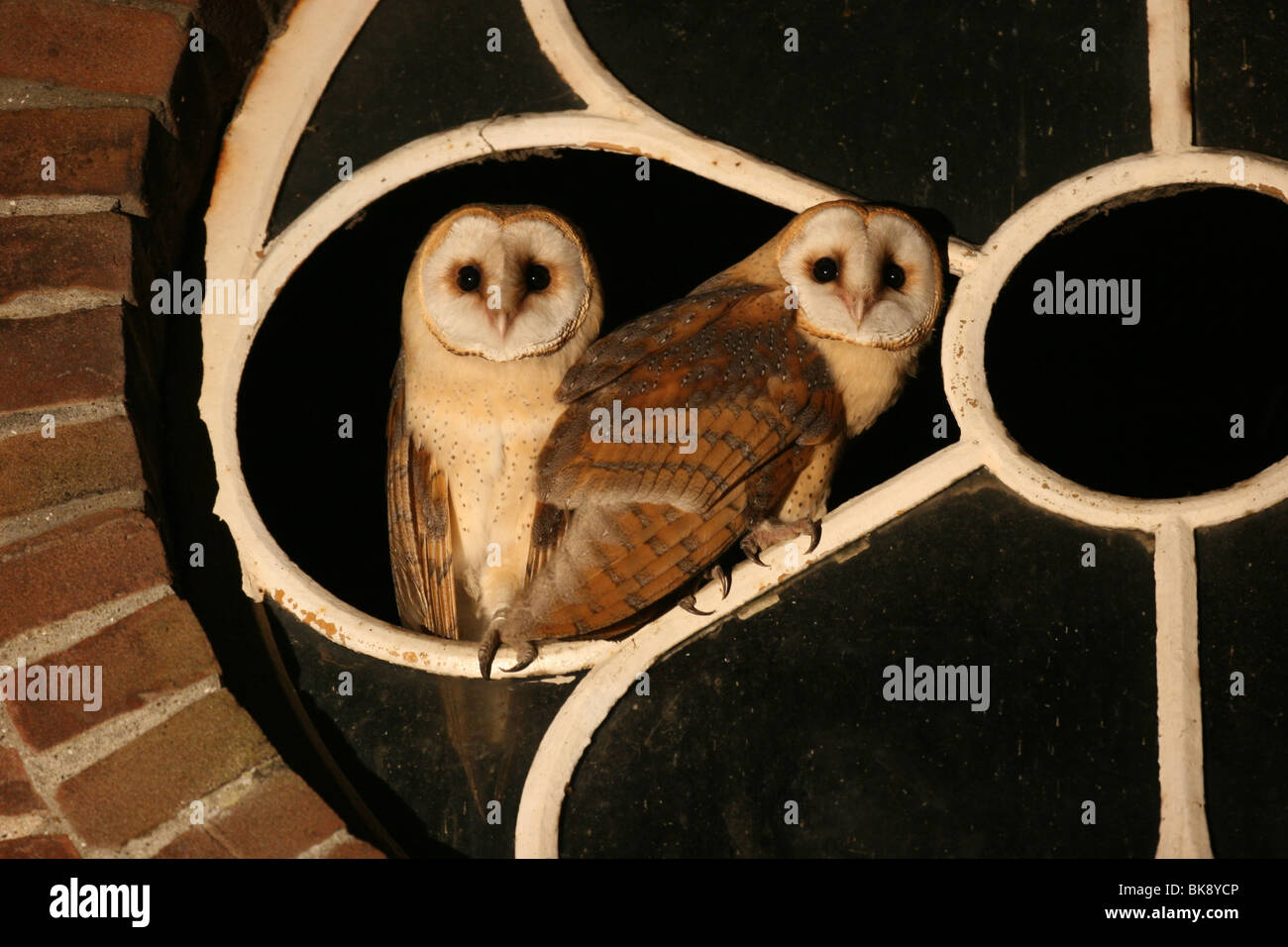 2 barn owls in an oldfashioned farm window Stock Photo - Alamy