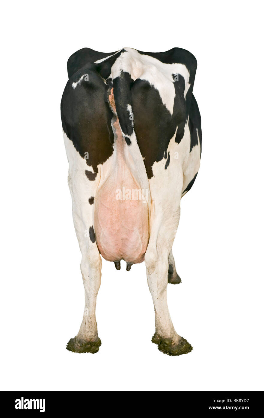 Holstein cow cutout hi-res stock photography and images - Alamy