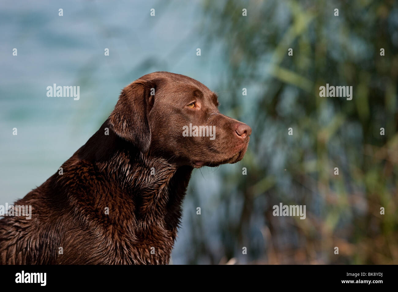 Labrador Retriever Portrait Stock Photo - Alamy