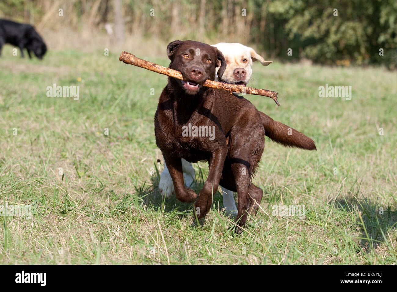playing Labrador Retriever Stock Photo - Alamy