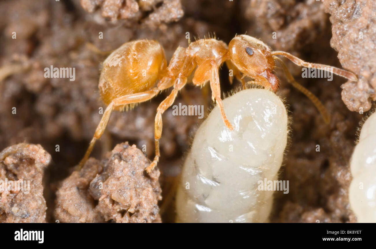 Ginger ant hi-res stock photography and images - Alamy