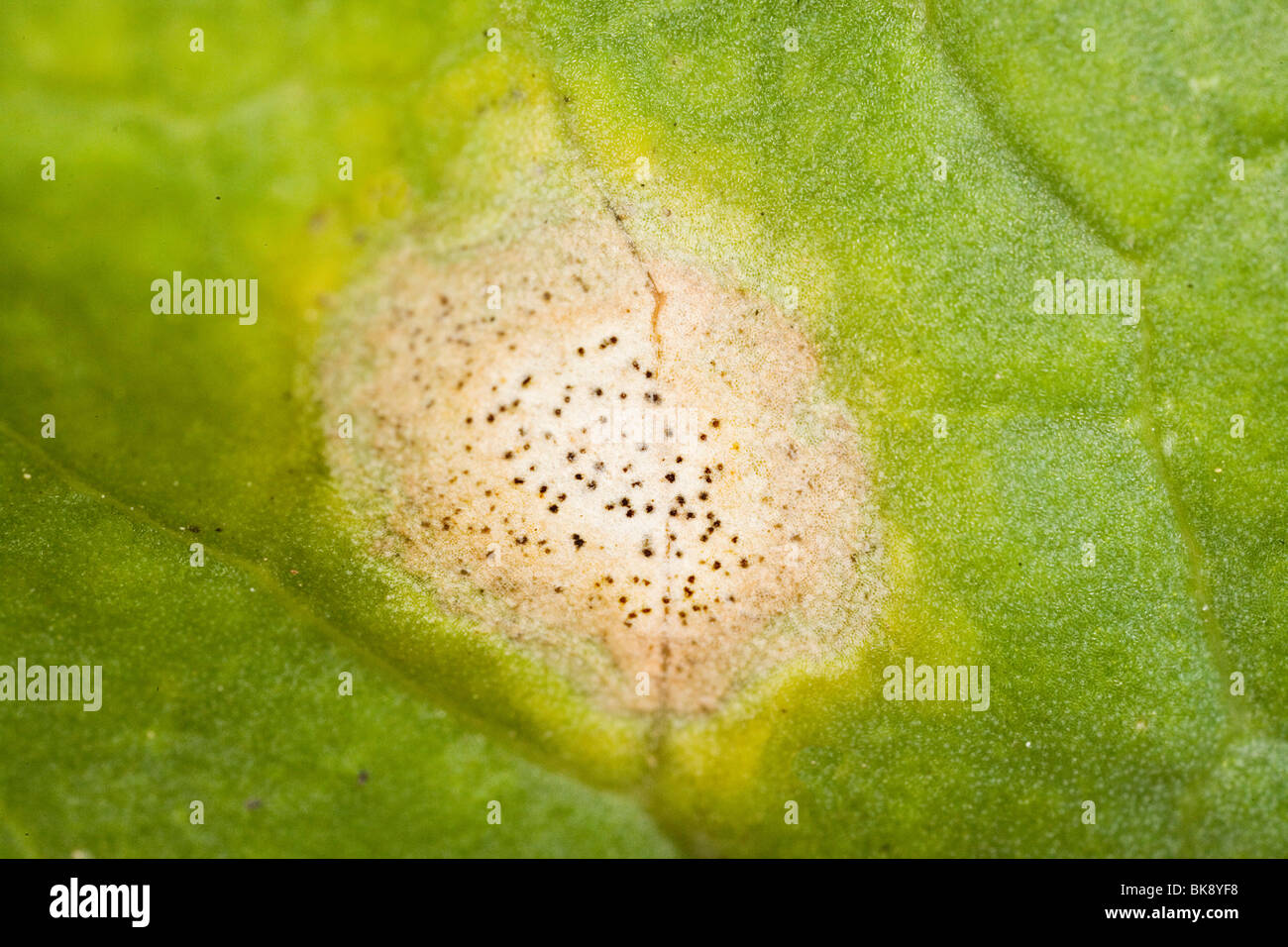 Phoma on a rape leaf Stock Photo - Alamy