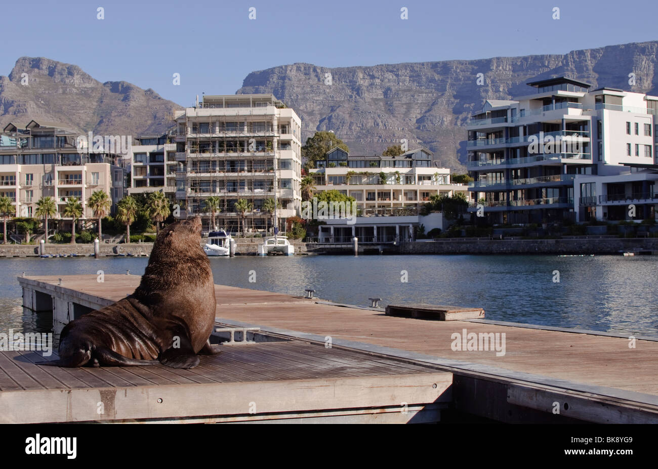 Sea lion on a jetty in Cape Town V&A Waterfront. Table mountain as ...