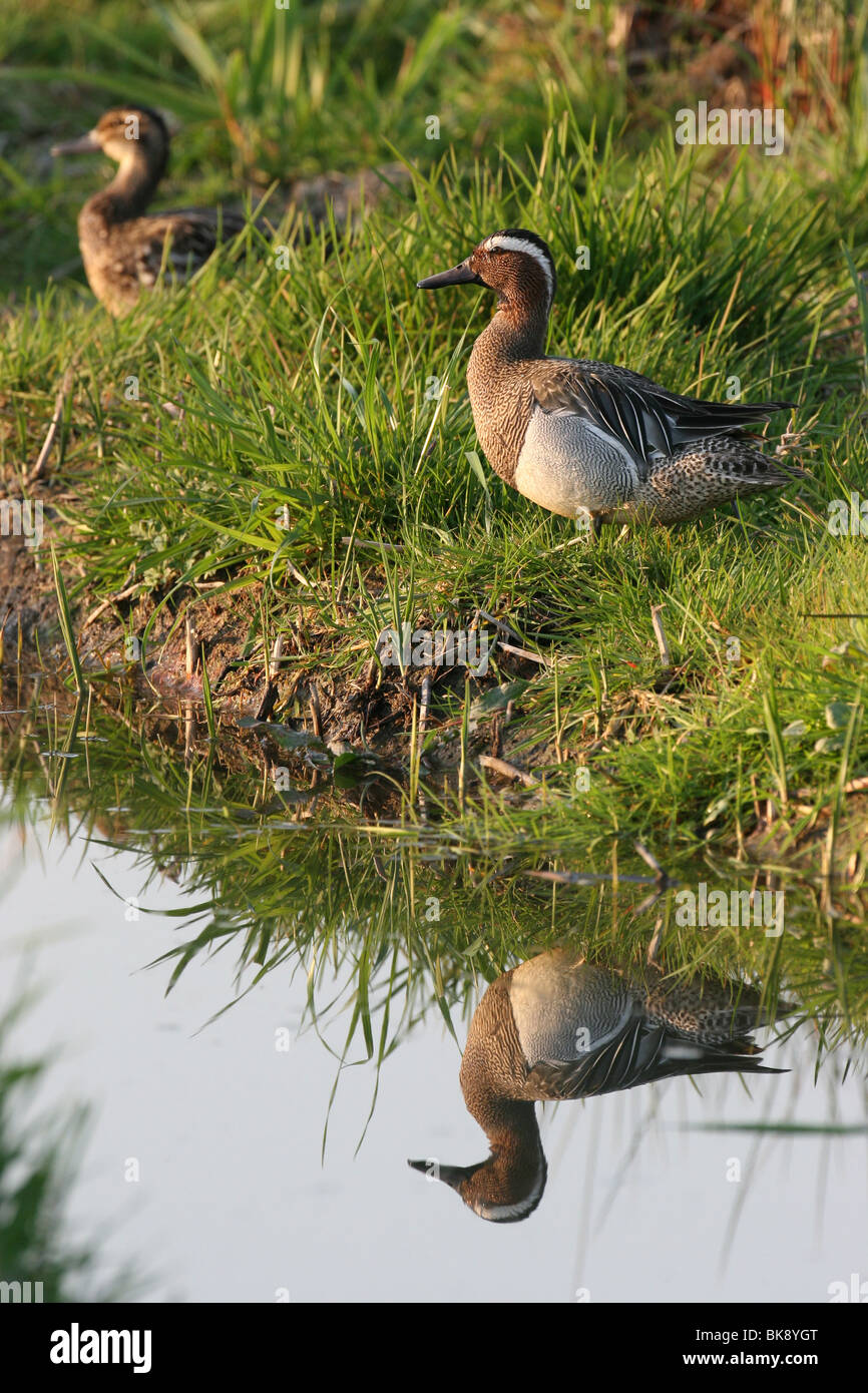 Male and female Garganey Stock Photo - Alamy