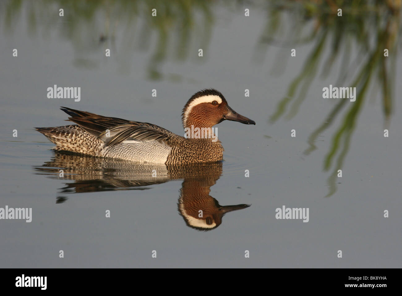 Garganey breeding plumage hi-res stock photography and images - Alamy