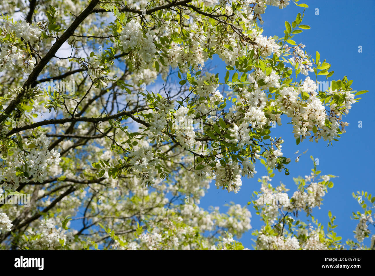 Acacia in bloom Stock Photo - Alamy