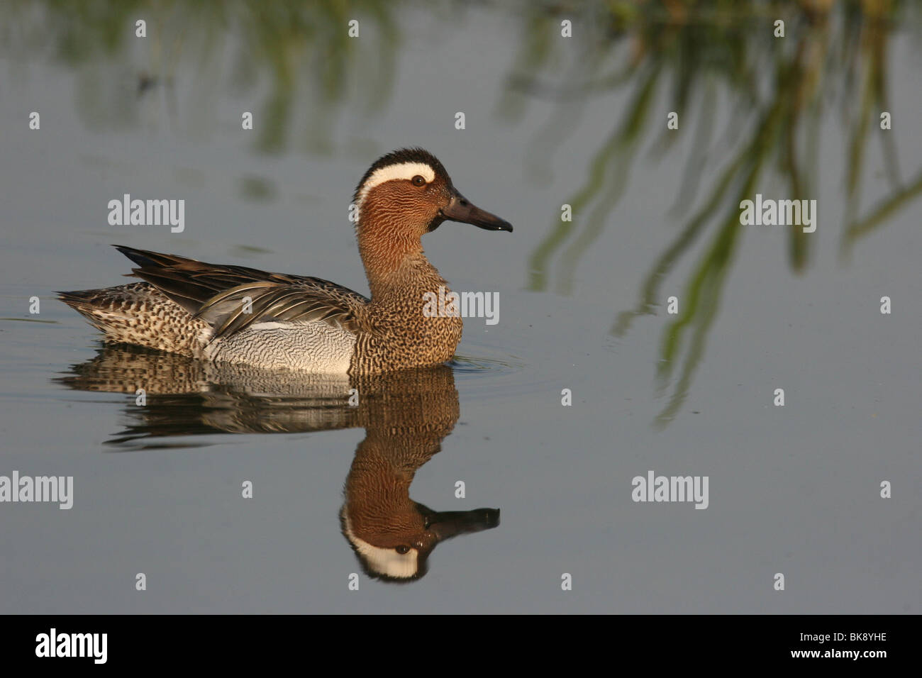 Garganey breeding plumage hi-res stock photography and images - Alamy