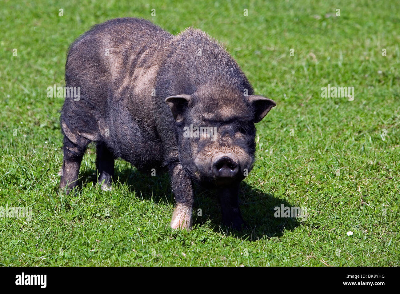 Gacon hi-res stock photography and images - Alamy