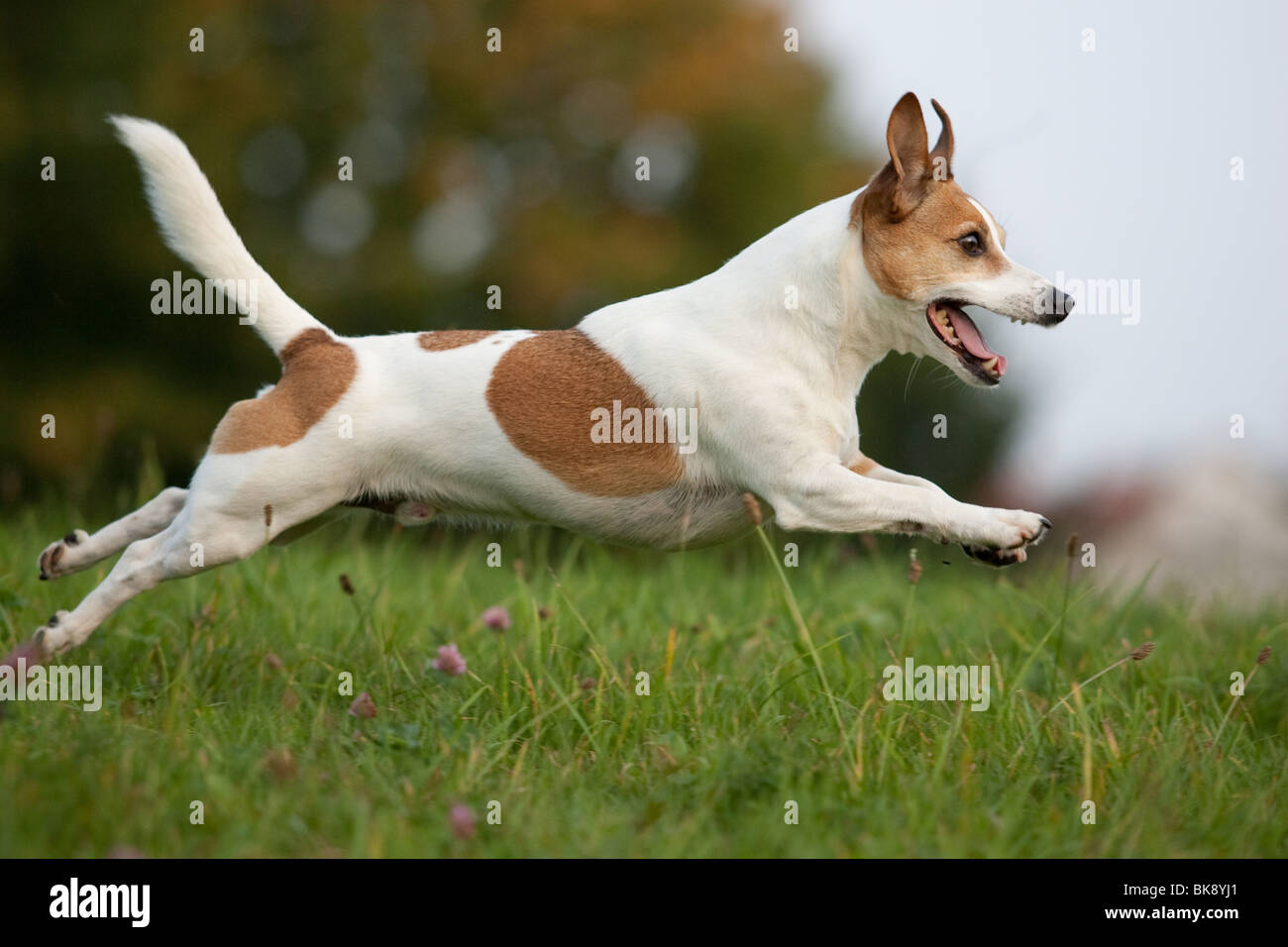 running Jack Russell Terrier Stock Photo - Alamy