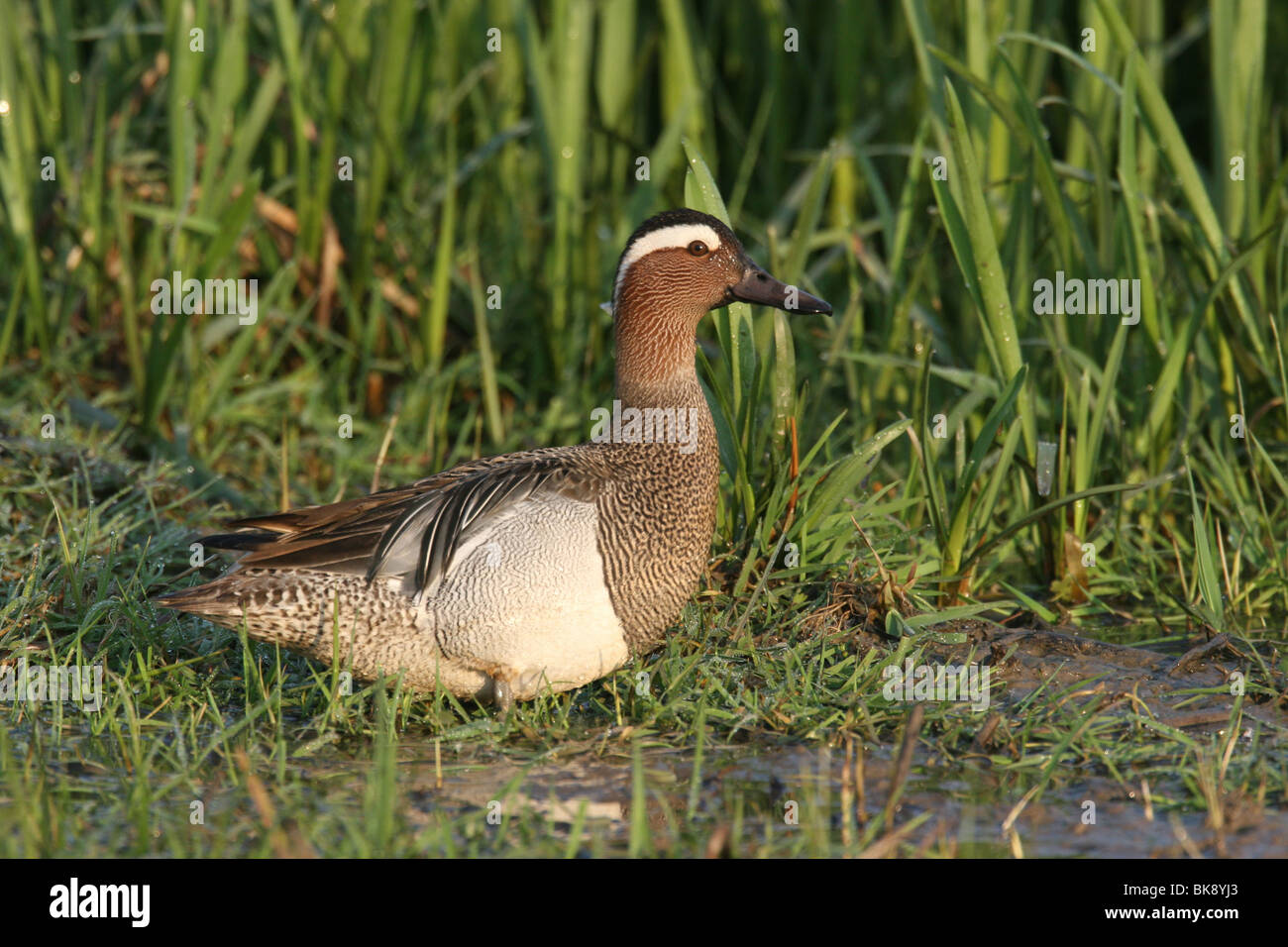 Garganey breeding plumage hi-res stock photography and images - Alamy