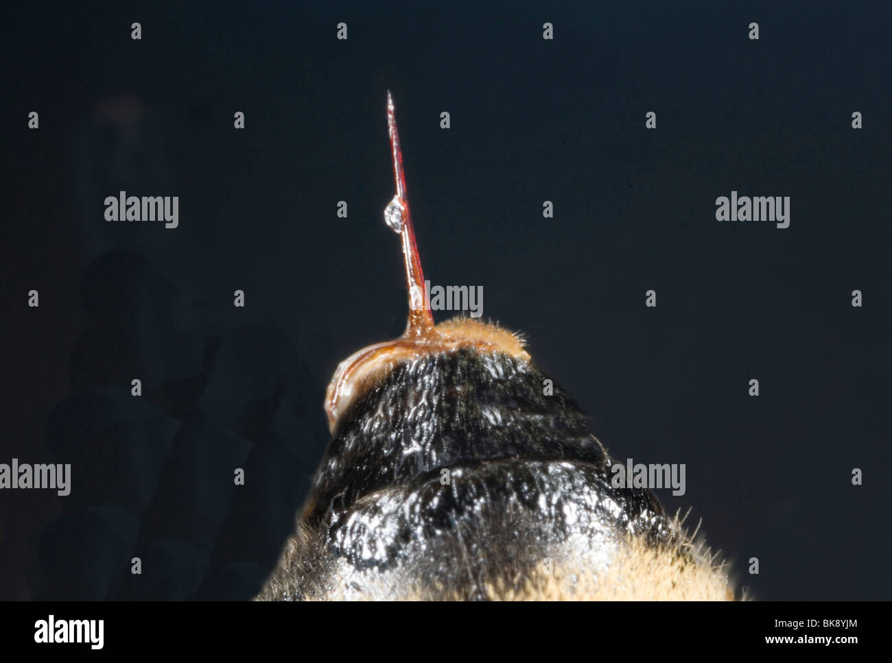 Bee sting venom hi-res stock photography and images - Alamy