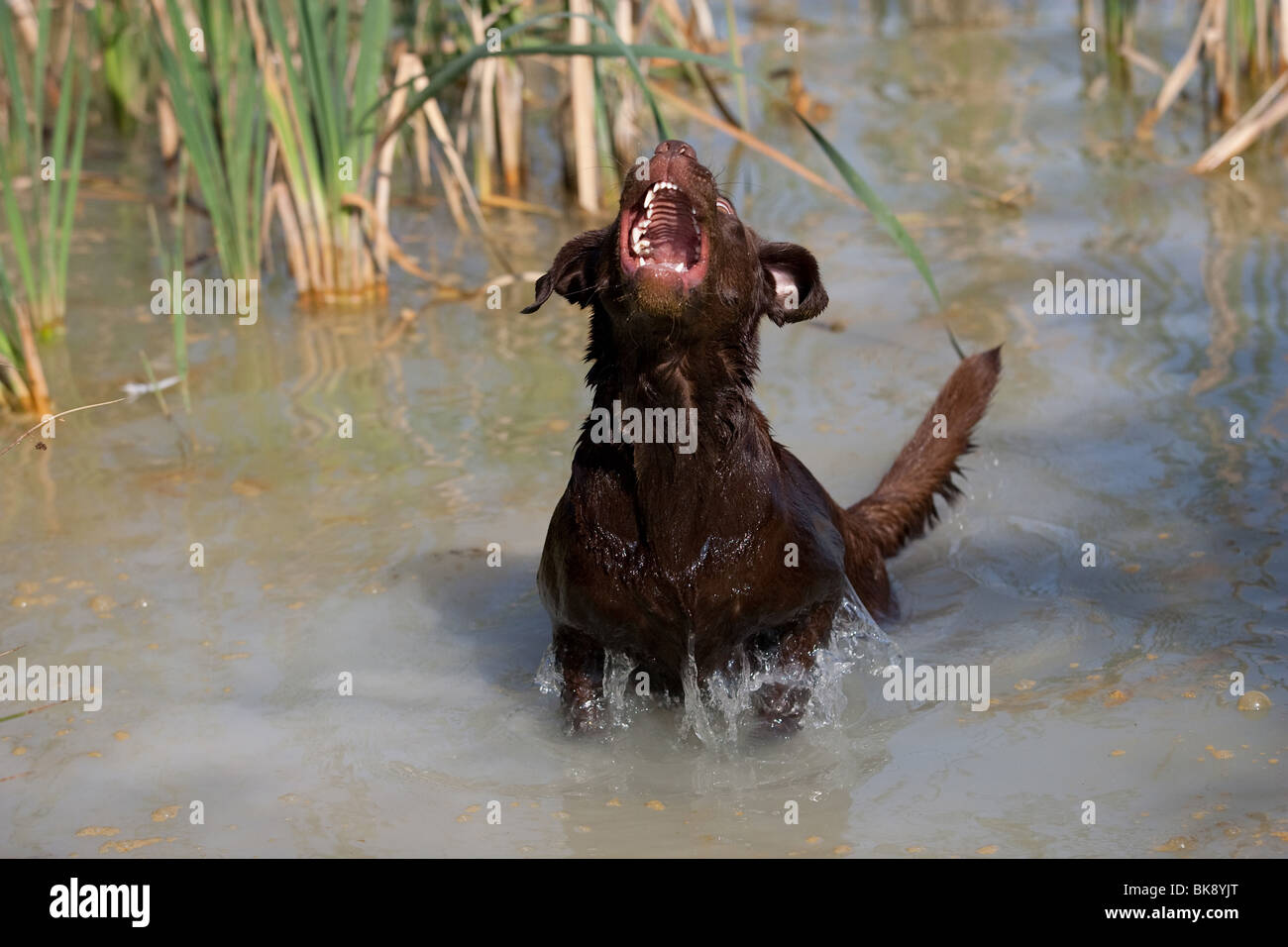 bathing Labrador Retriever Stock Photo - Alamy