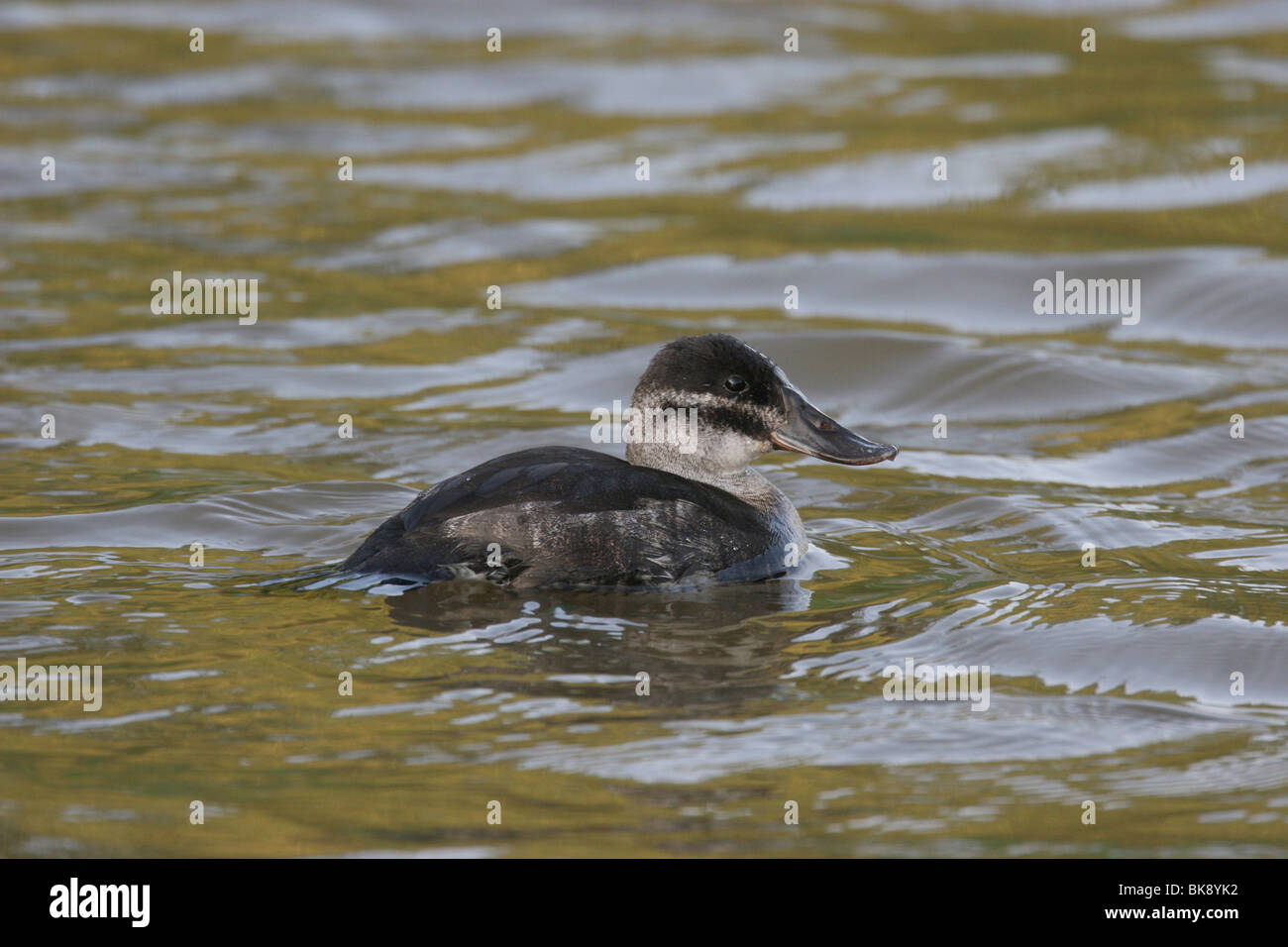 female Ruddy Duck Stock Photo - Alamy