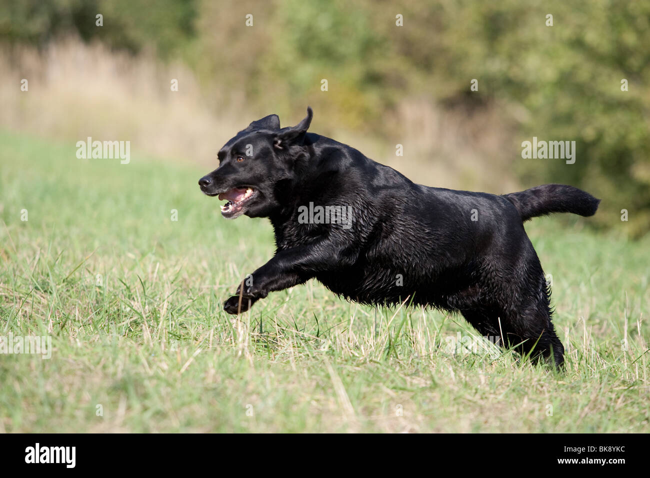 running Labrador Retriever Stock Photo - Alamy