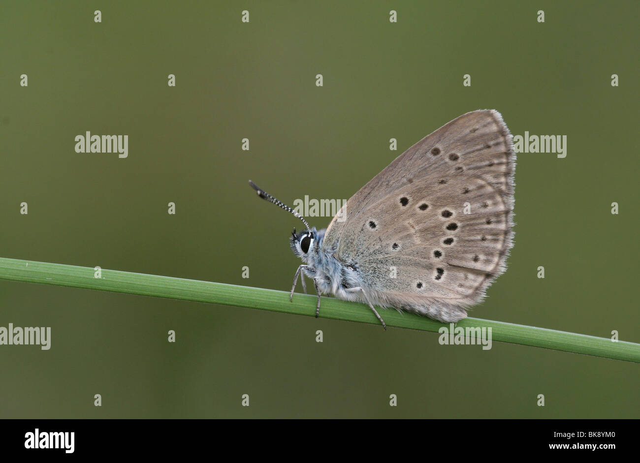Gentiaanblauwtje, Maculinea alcon, Alcon Blue Stock Photo - Alamy
