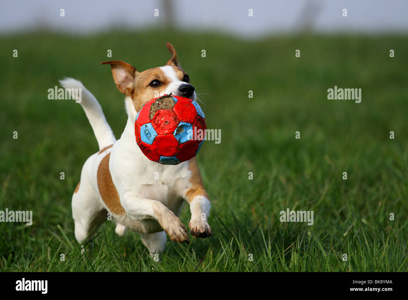 running Jack Russell Terrier Stock Photo - Alamy