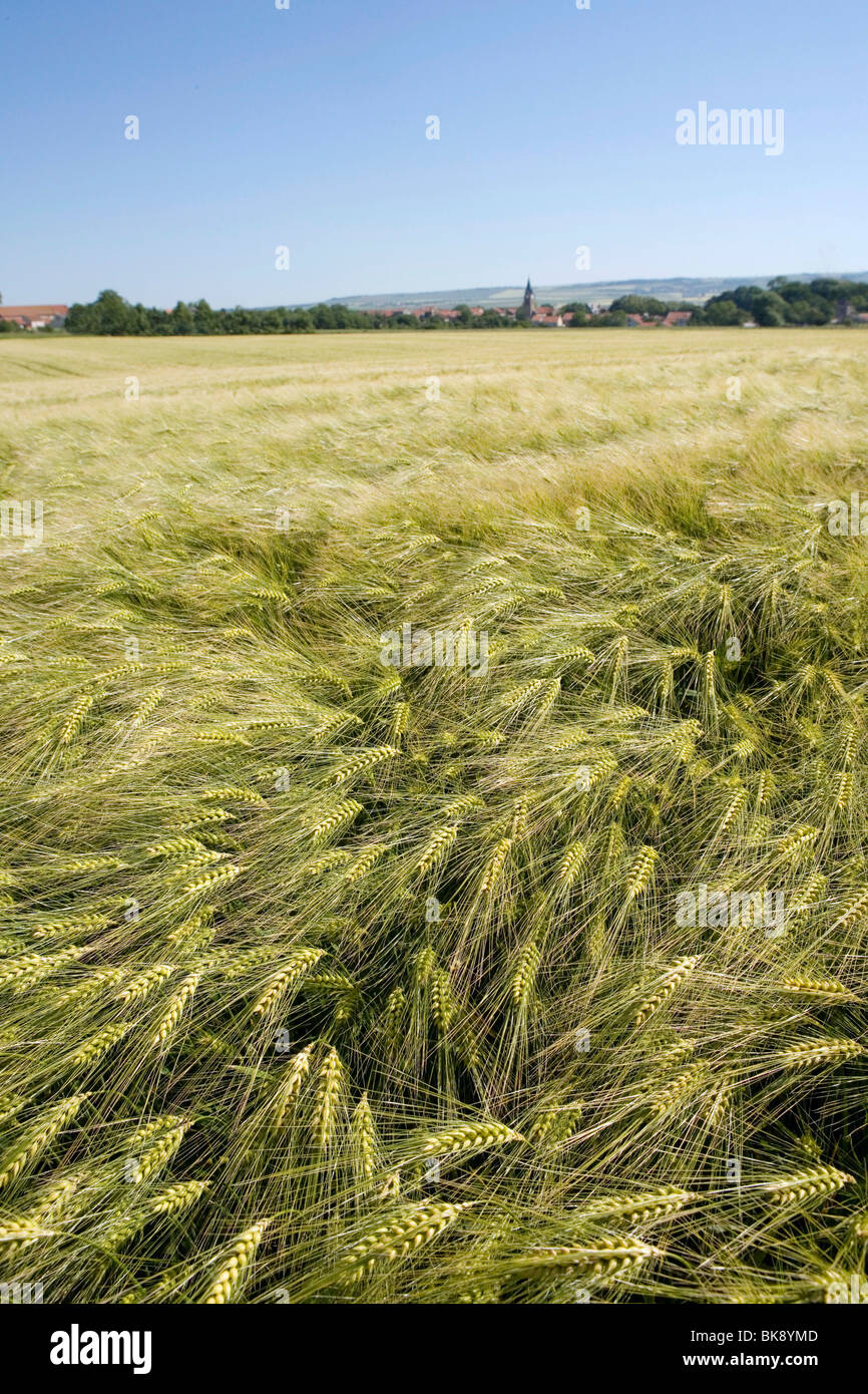 6 row barley field hi-res stock photography and images - Alamy