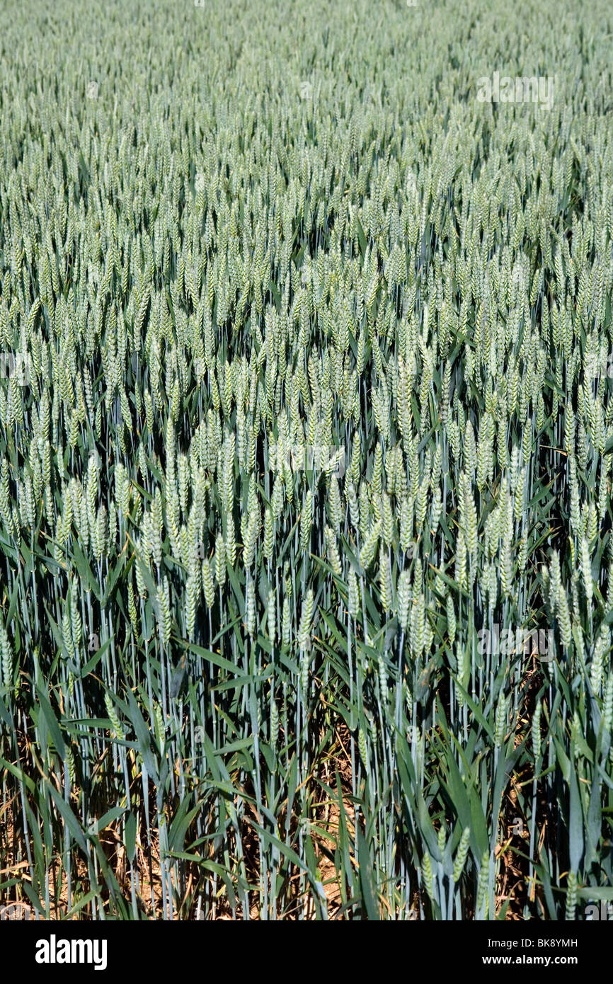 Unripe wheat, corn Stock Photo - Alamy