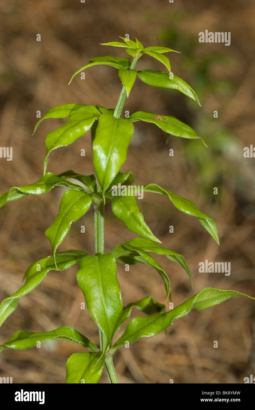 Wild Madder (Rubia peregrina Stock Photo - Alamy