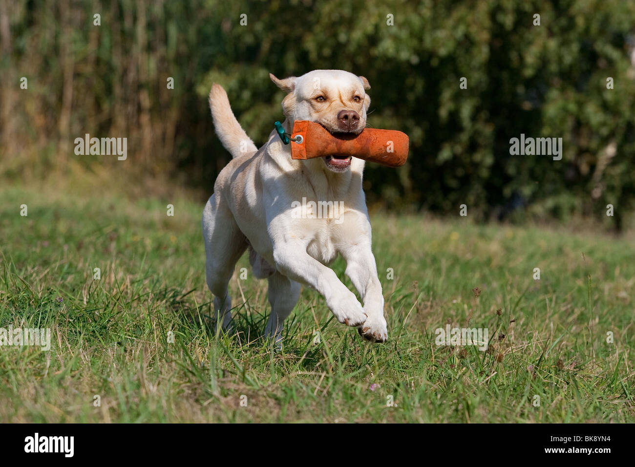 playing Labrador Retriever Stock Photo - Alamy