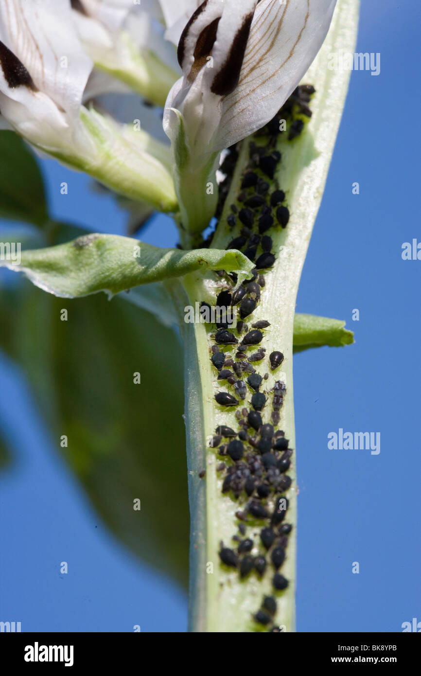 Black bean aphid broad hi-res stock photography and images - Alamy
