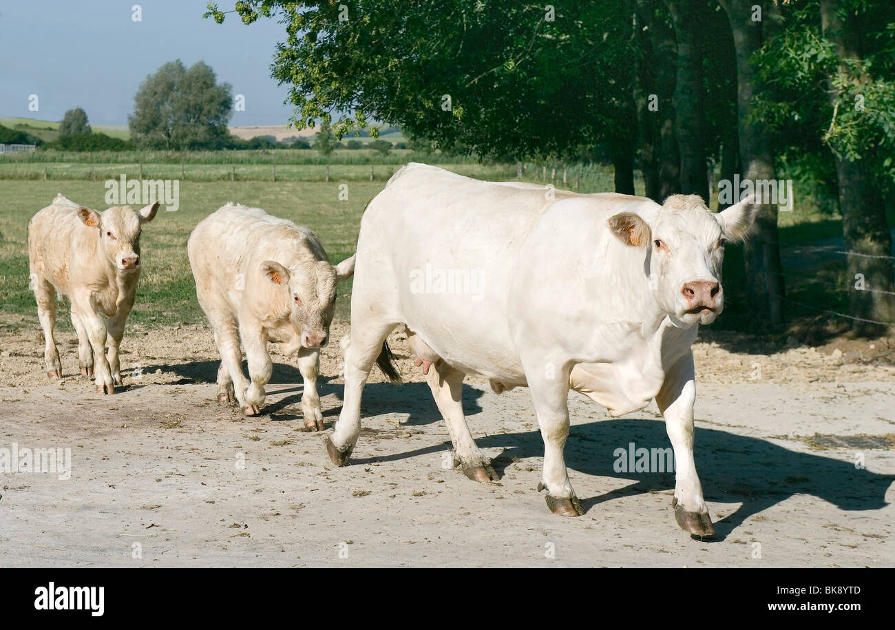 Charolais park hi-res stock photography and images - Alamy