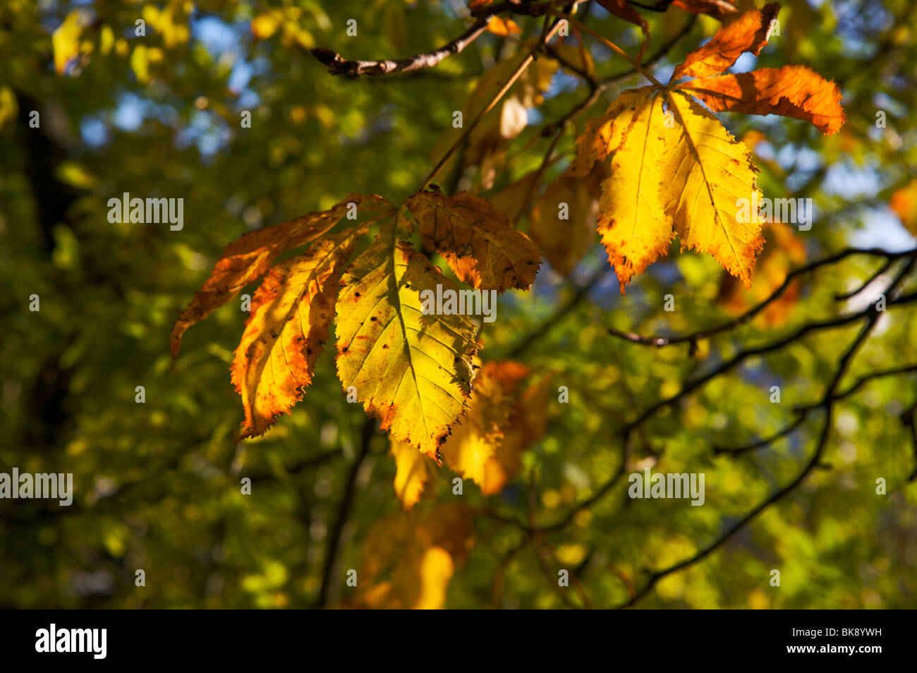 leaves changing colour to bright autumnal shades Stock Photo - Alamy