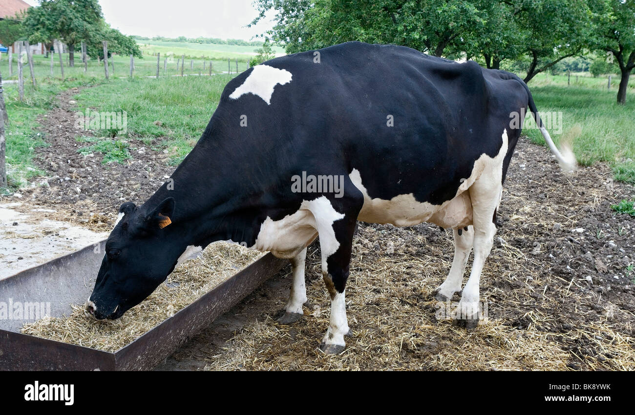 Cow ration hi-res stock photography and images - Alamy