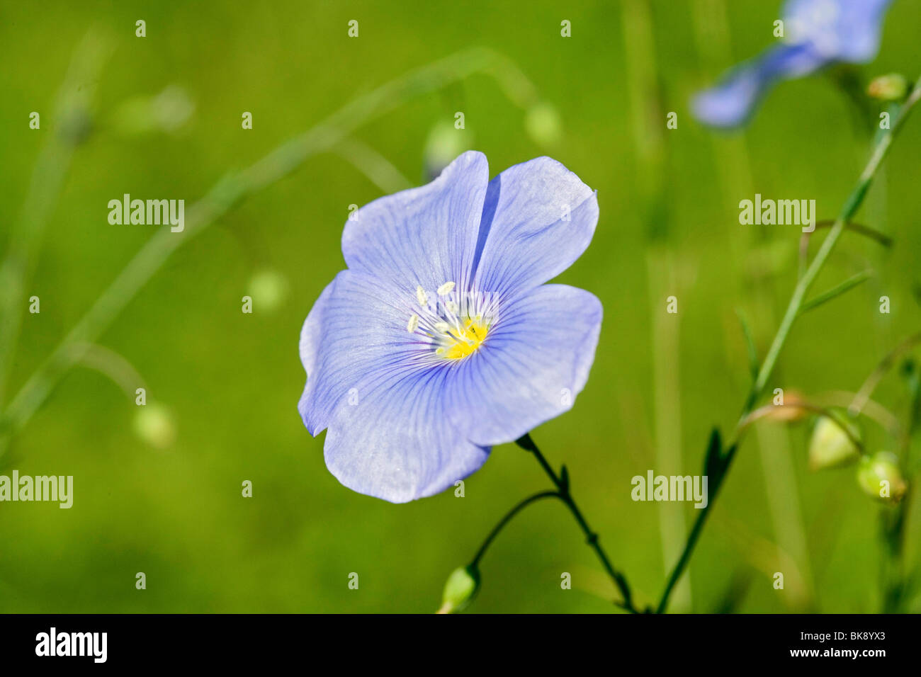 Flower of the flax plant Stock Photo - Alamy