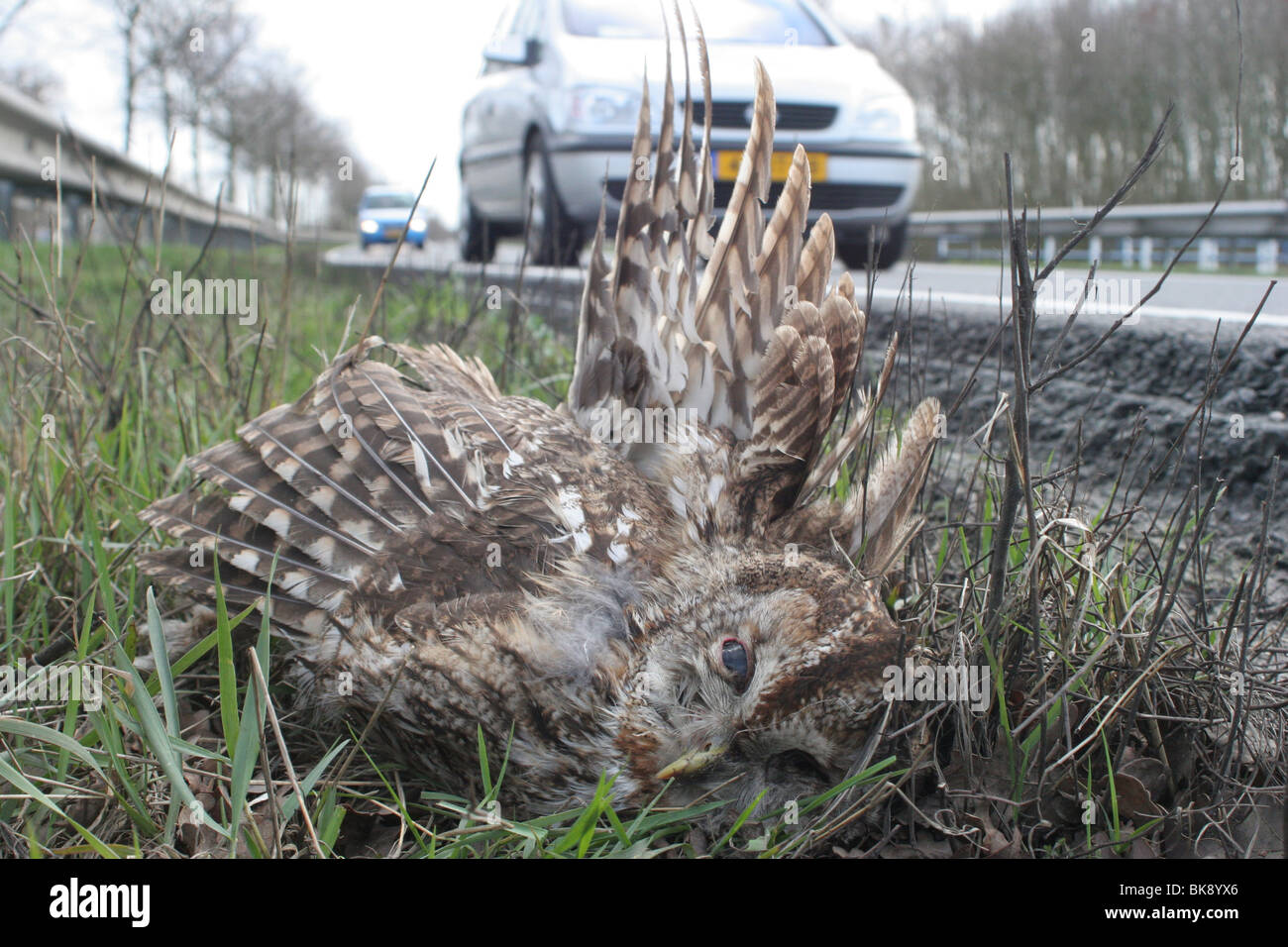Dead tawny owl hi-res stock photography and images - Alamy